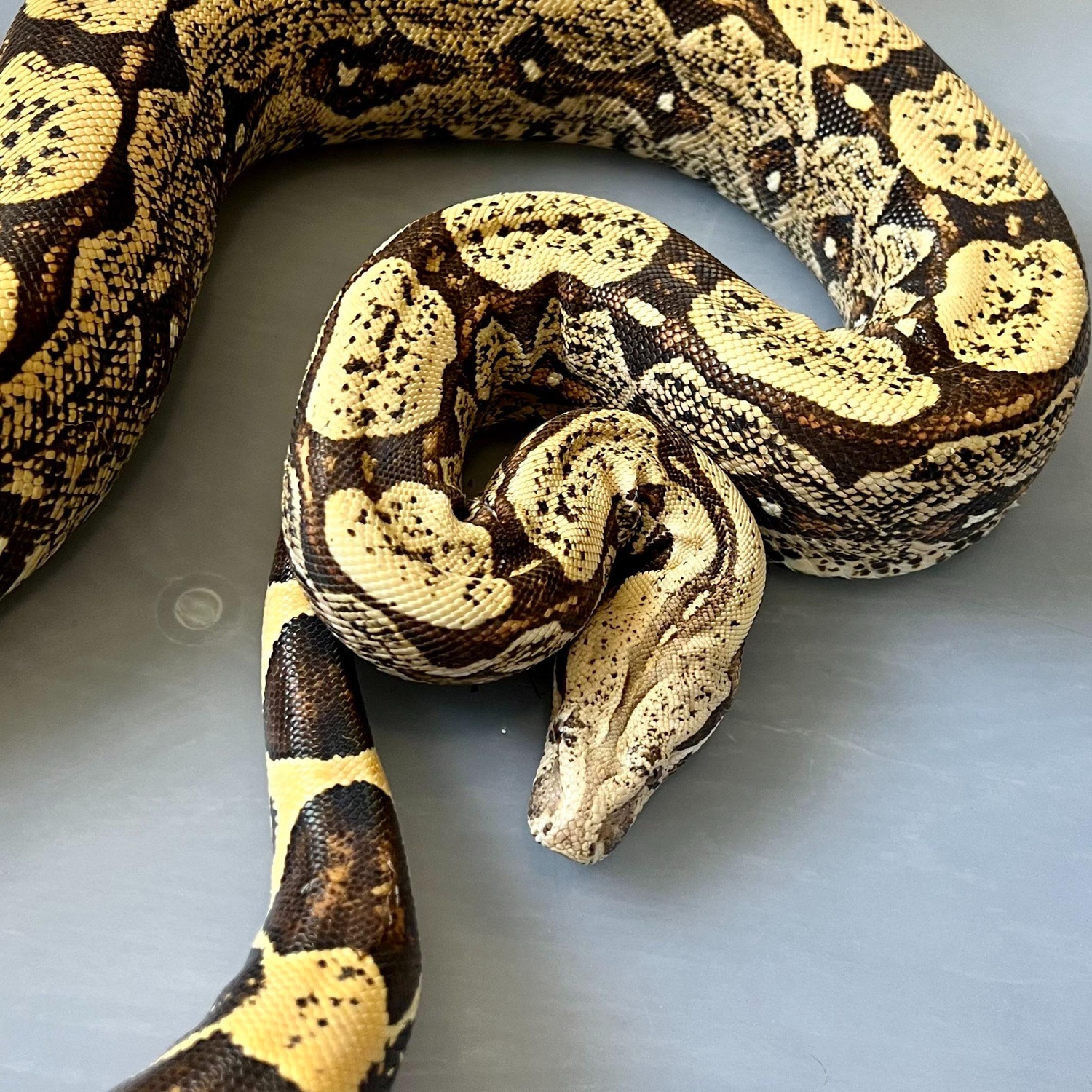 VPI Albino Arabesque Pink Panther Boa Constrictor by Arch Reptiles ...