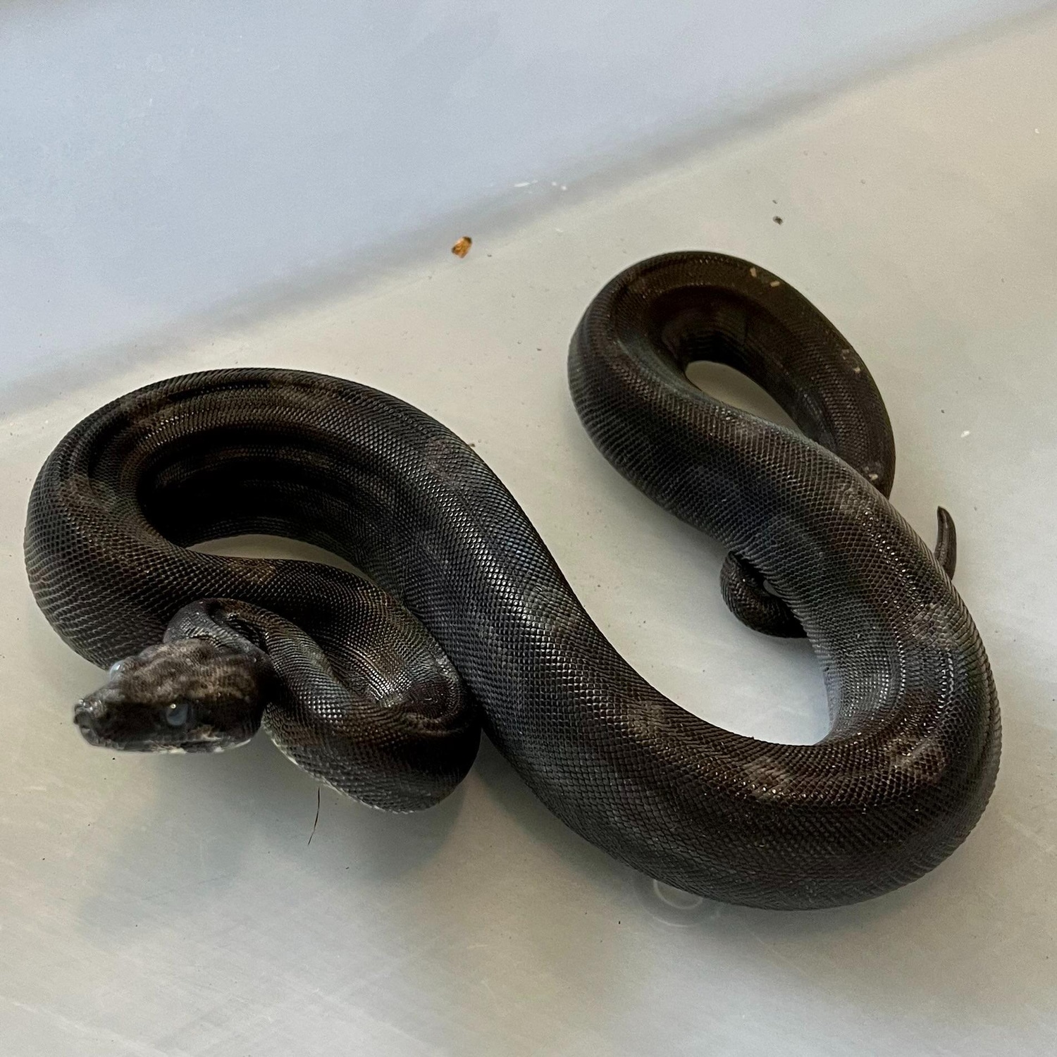 Colombian Motley IMG Boa Constrictor by Arch Reptiles - MorphMarket