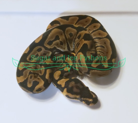 Leopard Ball Python by Sugar and Ice Pythons
