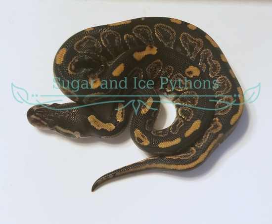 Black Pastel Leopard Poss Trick Ball Python by Sugar and Ice Pythons