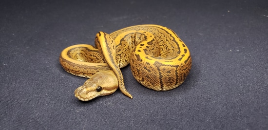 Black Pastel Leopard Pinstripe Ball Python by Sugar and Ice Pythons