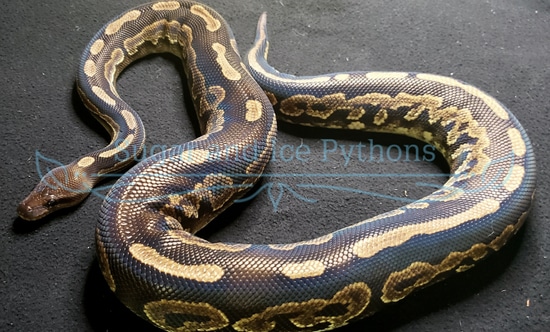 Cinnamon 100% Albino-shipping Included Ball Python by Sugar and Ice Pythons