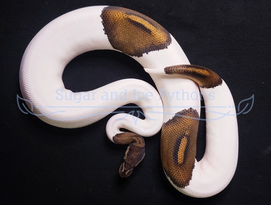 Black Pastel Pied-shipping Included Ball Python by Sugar and Ice Pythons
