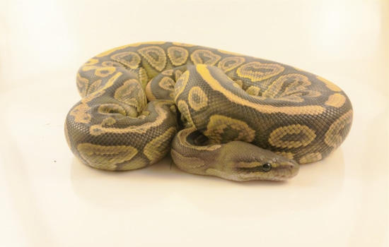 Black Pastel Ghost, Stunning Ball Python by House Snake Morphs and More