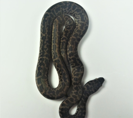 Spotted Python (Platinum Project) by House Snake Morphs and More