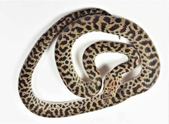 Spotted Python (Platinum Project) by House Snake Morphs and More