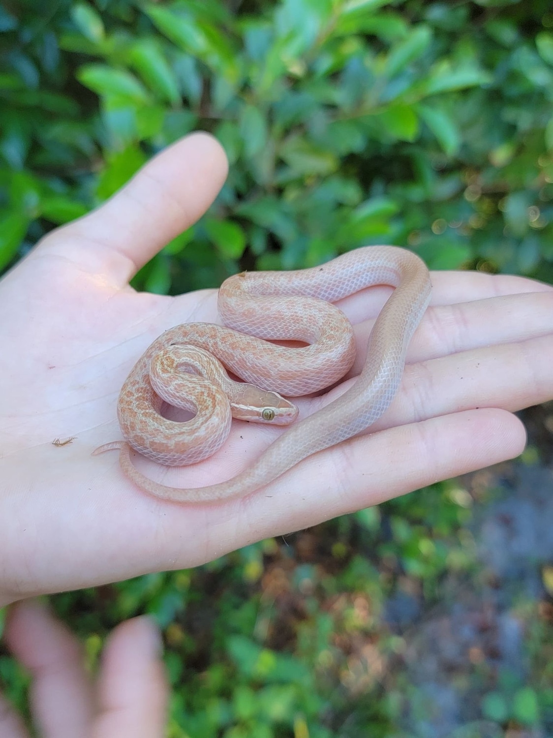 T- Albino Het For Blue Eye House Snake by House Snake Morphs and More ...