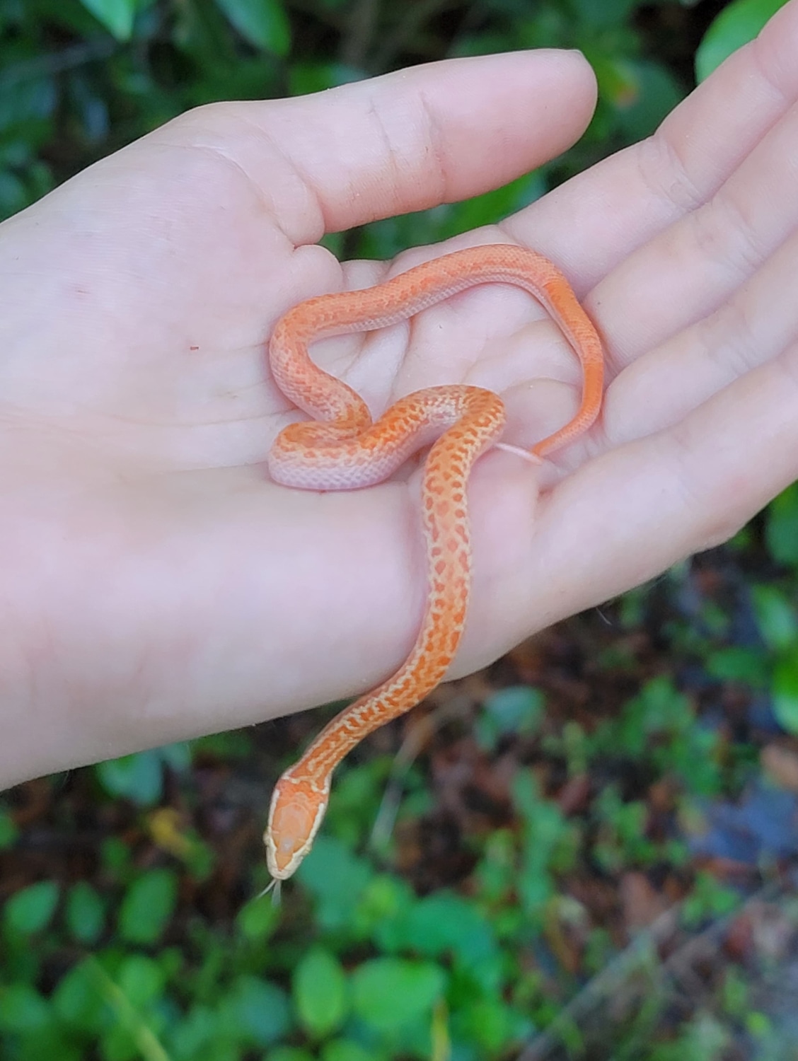 Extreme Gene Albino Granite Patterned House Snake by House Snake Morphs ...