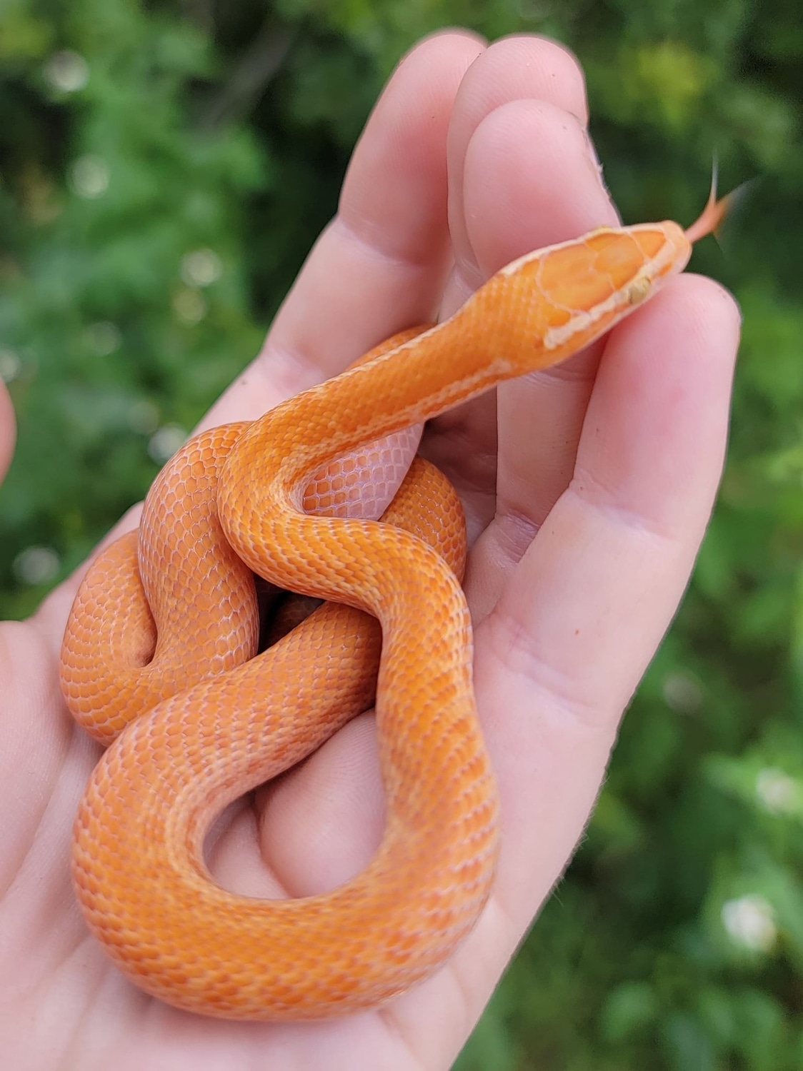Kzn Red Albino House Snake by House Snake Morphs and More - MorphMarket