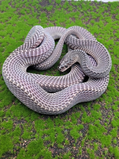 Crossi African File Snake #276F House Snake by House Snake Morphs and More
