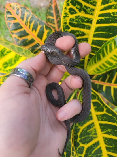 CBB File Snake Hatchling B7 House Snake by House Snake Morphs and More