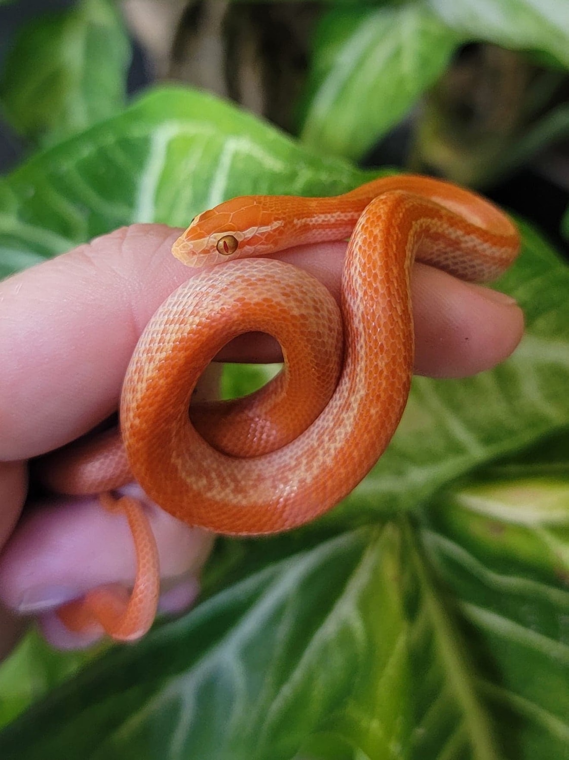 Extreme Gene Albino F2 House Snake by House Snake Morphs and More ...