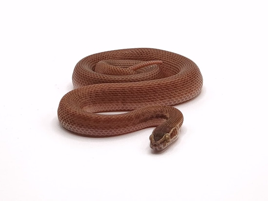 Red Kenya 100 Het Albino Female "F6" House Snake by House Snake Morphs ...