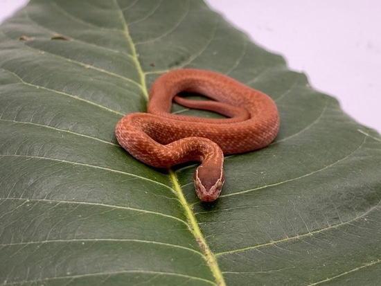 Red Kenya Het Albino Female B, Has Minor Kink, Pet Only House Snake by ...