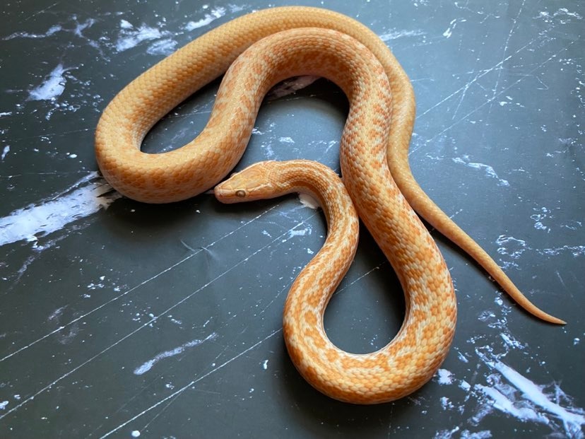 Near Breedable Male T- Albino House Snake by House Snake Morphs and ...