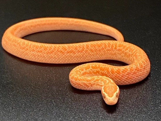 Extreme Gene Albino Male House Snake by House Snake Morphs and More