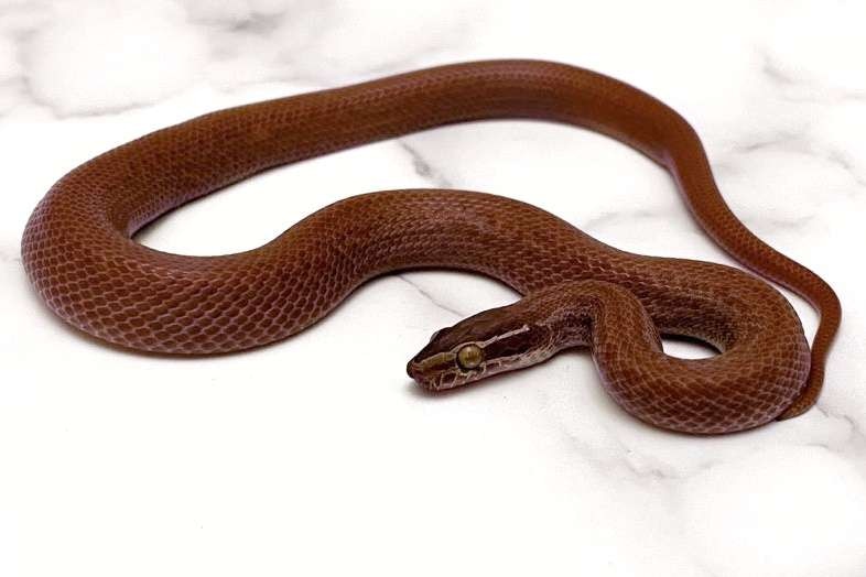 Red Kenya 100% Het T- Albino House Snake by House Snake Morphs and More ...