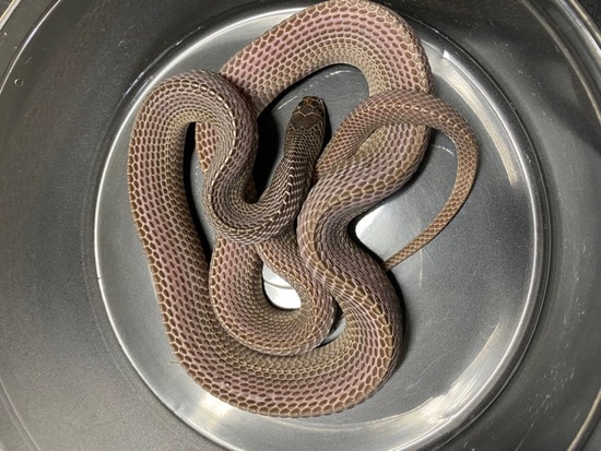 Pink Line File Snake More Colubrid by House Snake Morphs and More