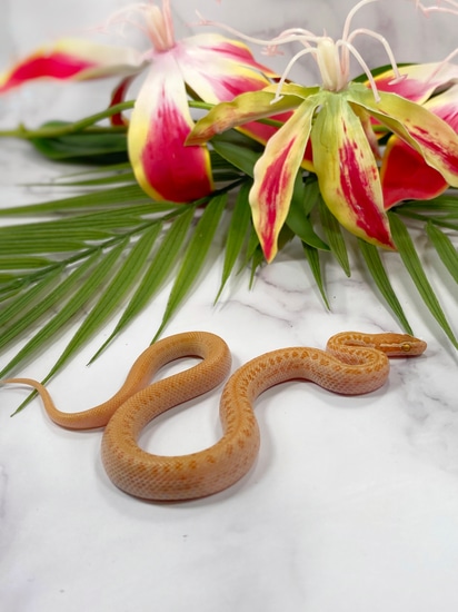 T- Albino House Snake by House Snake Morphs and More