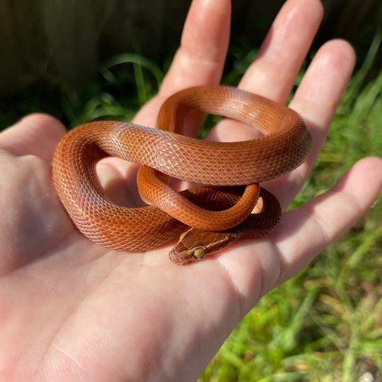 Red Kenya 100% Het T- Albino House Snake by House Snake Morphs and More