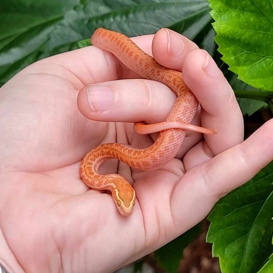 Extreme Gene Albino House Snake by House Snake Morphs and More