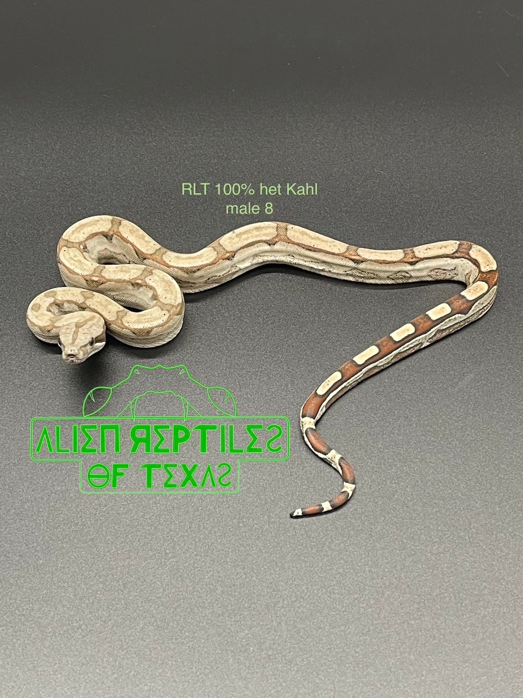 Roswell Ladder Tail (RLT) 100% Het Kahl Albino Boa Constrictor by Alien ...