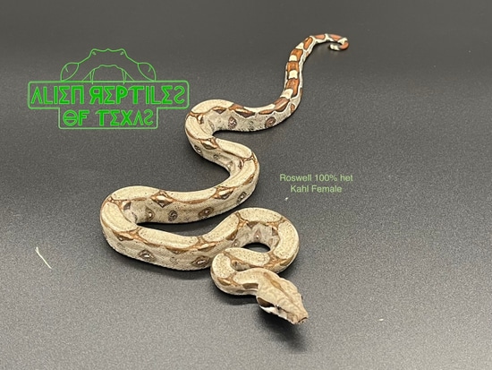Roswell Ladder Tail (RLT) Het Kahl Albino Boa Constrictor by Alien ...