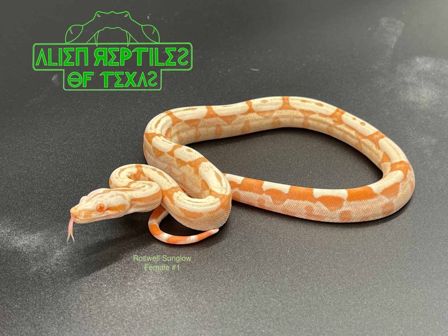 Roswell Ladder Tail Sunglow Boa Constrictor by Alien Reptiles of Texas ...