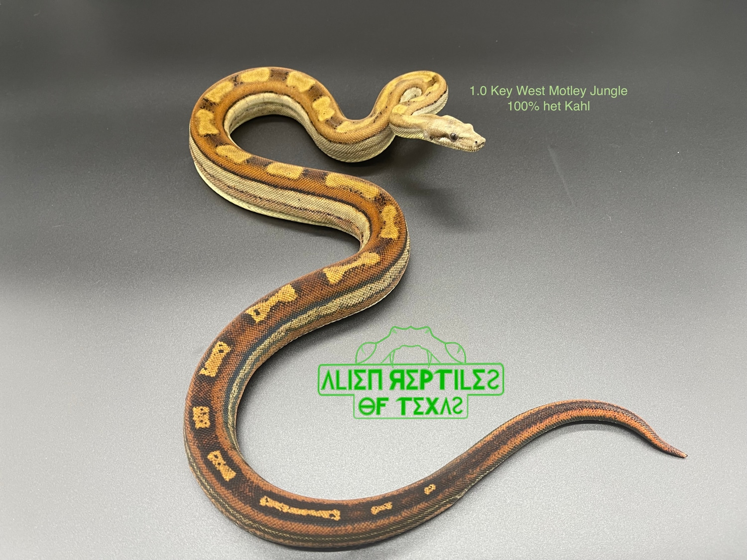 Key West Jungle Motley 100% Het Kahl Boa Constrictor by Alien Reptiles ...