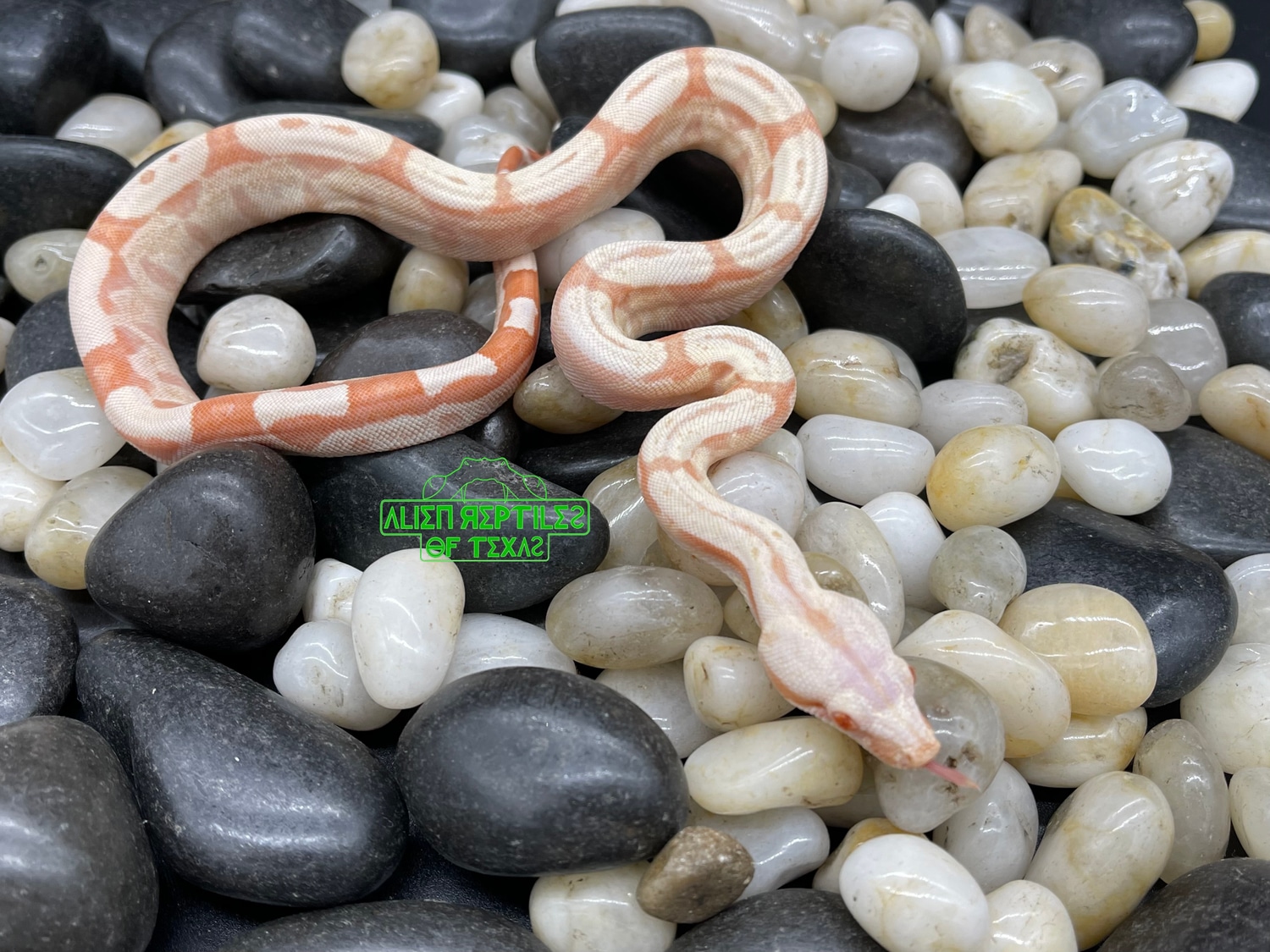 Roswell Ladder Tail Sunglow Boa Constrictor by Alien Reptiles of Texas ...