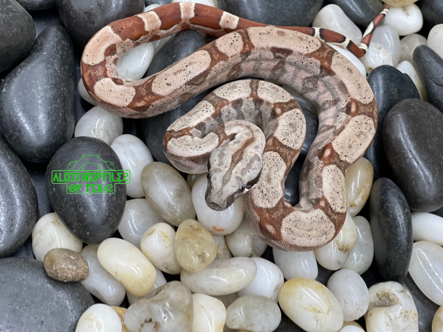 Roswell Ladder Tail (RLT) Hypo Het Kahl Albino Boa Constrictor by Alien ...