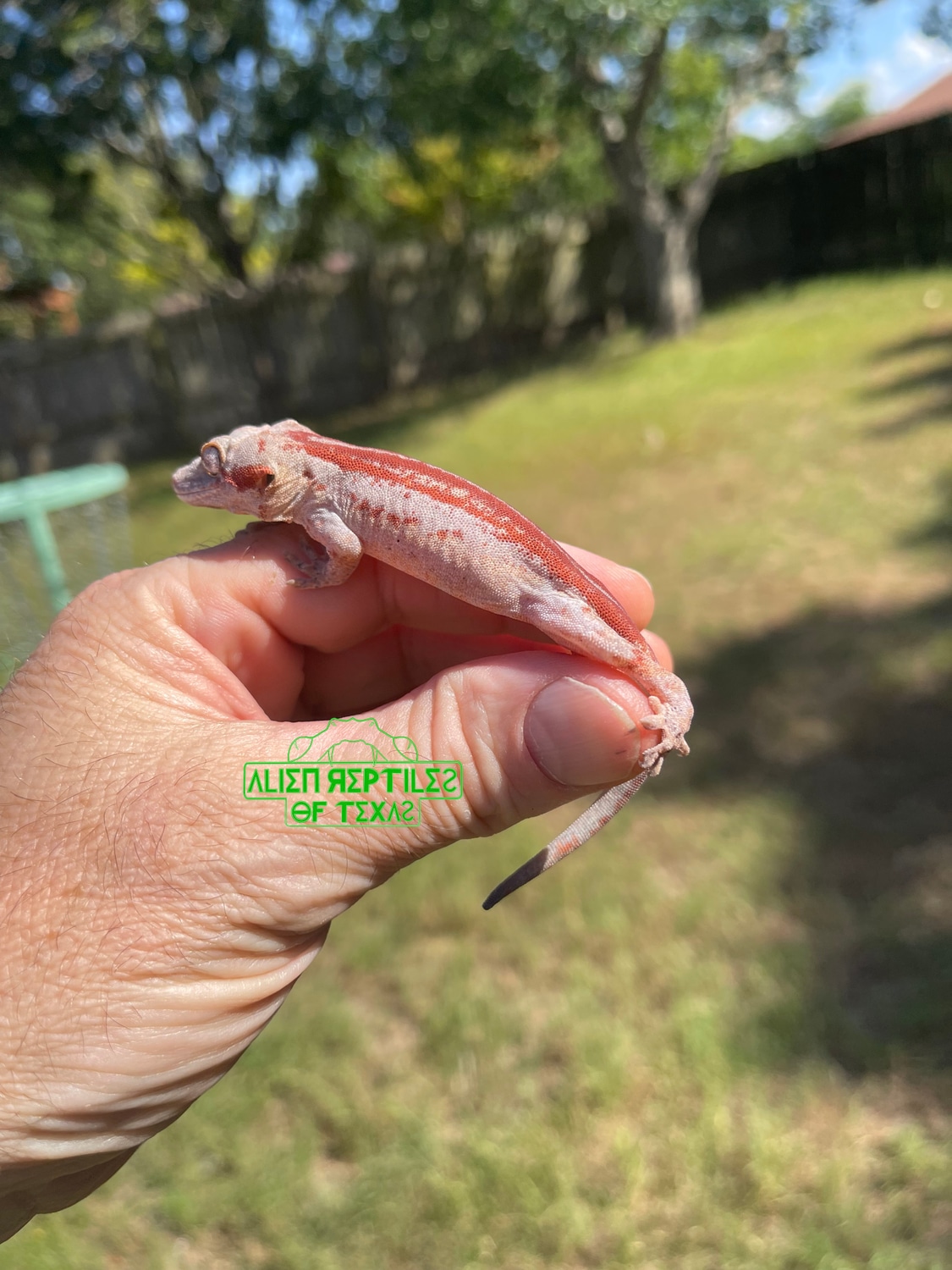 Offspring Of DeadPool At Tiki's Geckos Gargoyle Gecko by Alien Reptiles ...