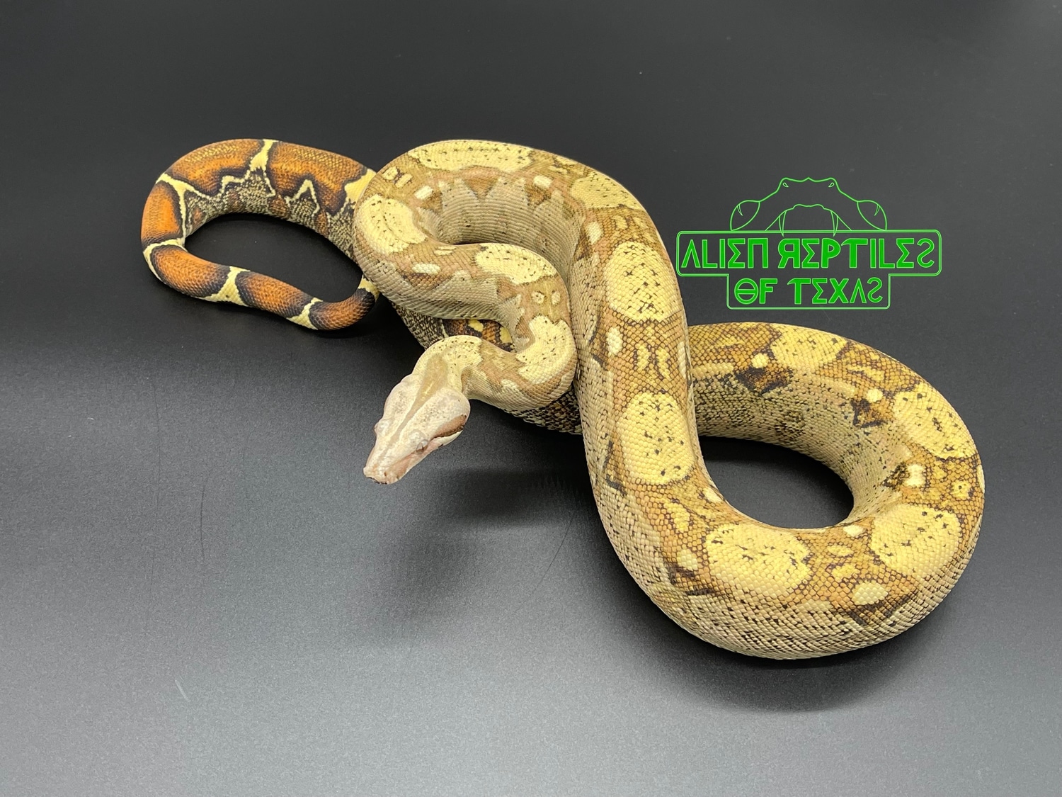 VPI Pink Panther Boa Constrictor by Alien Reptiles of Texas - MorphMarket