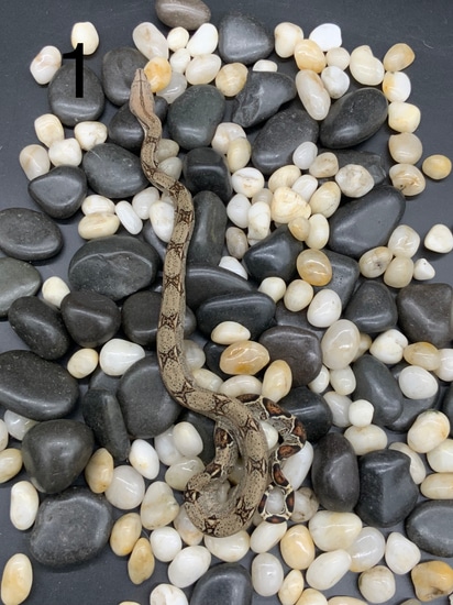 Jaguar Boa Boa Constrictor by Alien Reptiles of Texas