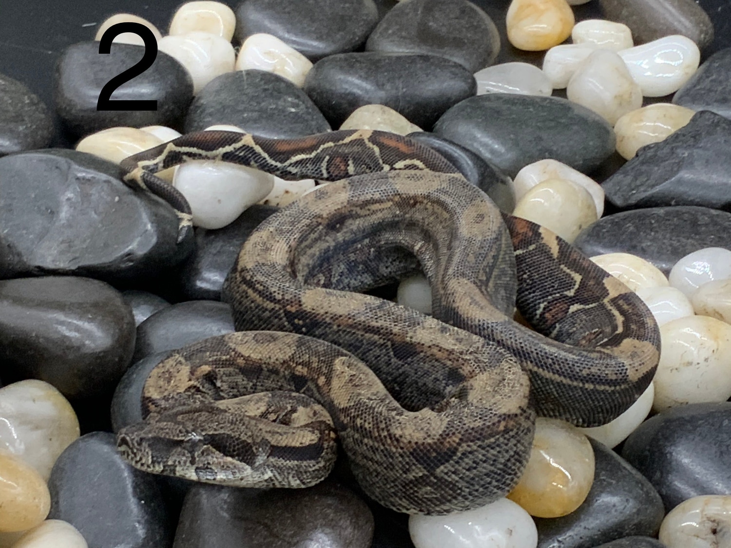 IMG Boa Constrictor by Alien Reptiles of Texas - MorphMarket