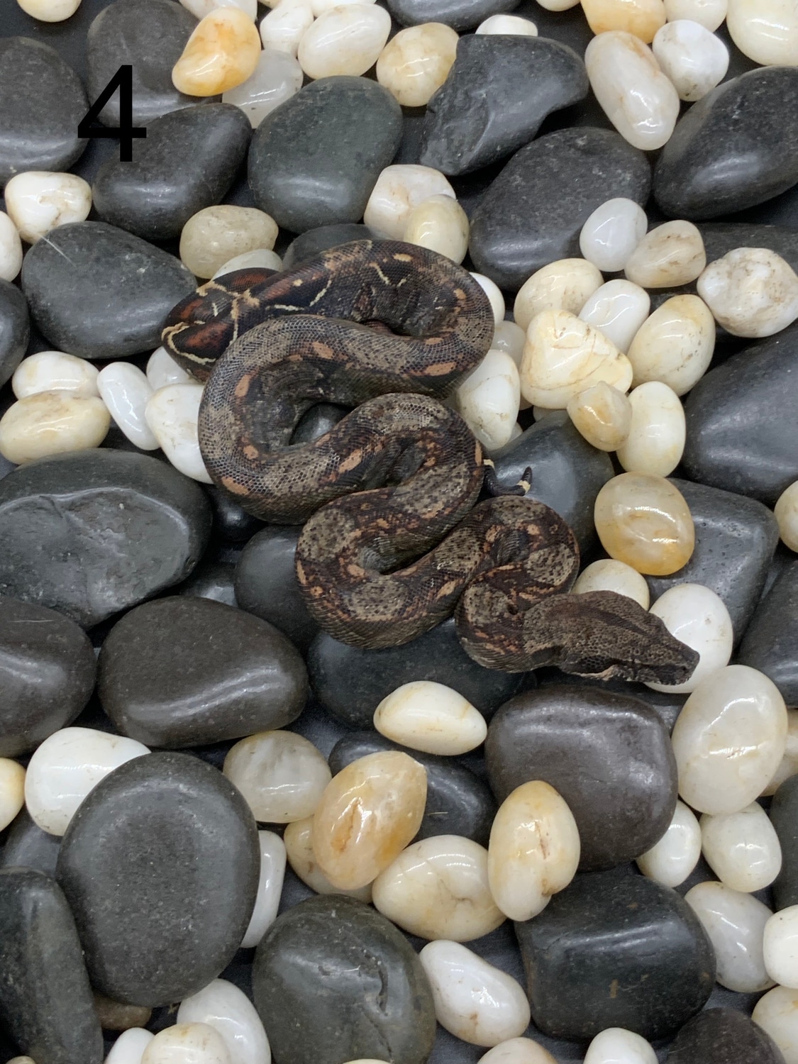 IMG Boa Constrictor by Alien Reptiles of Texas - MorphMarket