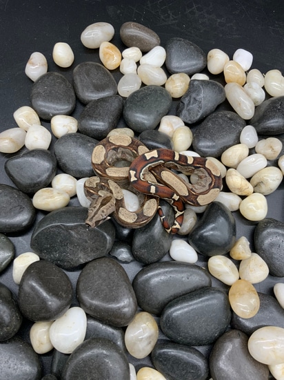 Roswell Ladder Tail 66% Het Kahl Pos Het Anery 1 Boa Constrictor by ...