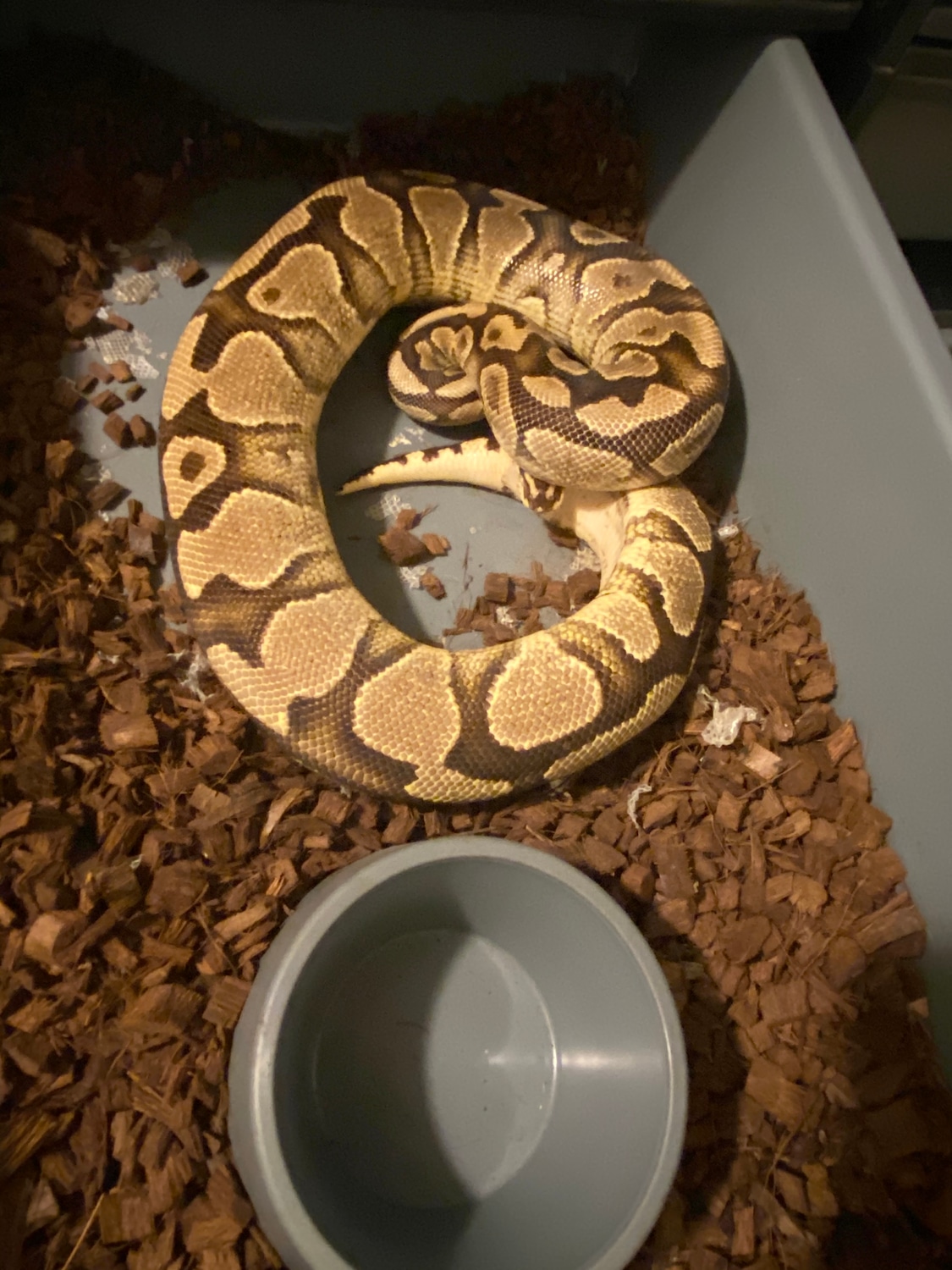 Fire Yellow Belly Ball Python by PythonLife - MorphMarket