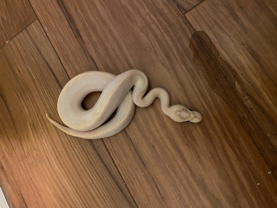 Fire Ivory Ball Python by PythonLife