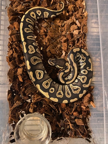 Mojave YB/Asphalt Ball Python by PythonLife