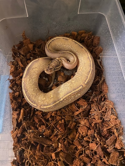 Fire Highway Ball Python by PythonLife