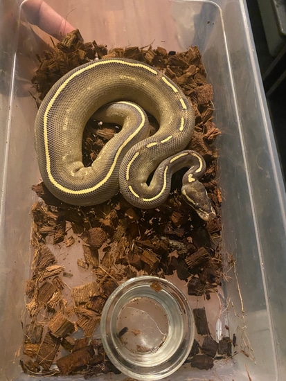 Mojave Freeway Ball Python by PythonLife