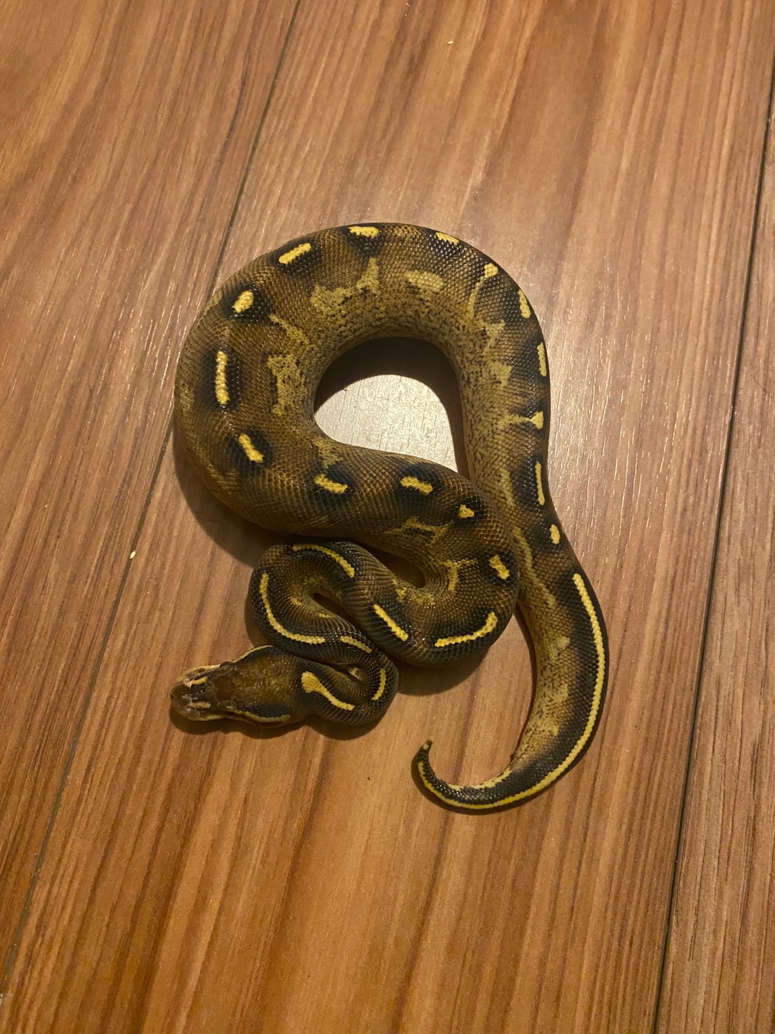 Freeway Ball Python by PythonLife - MorphMarket