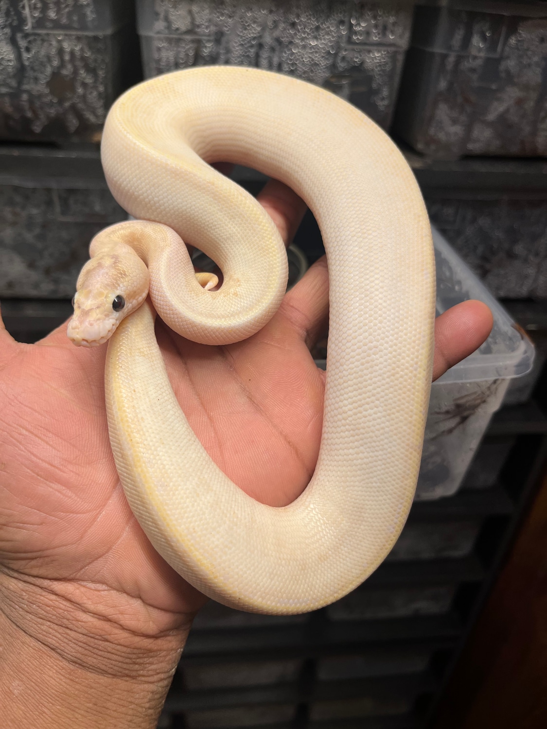 Fire Ivory Ball Python by PythonLife - MorphMarket
