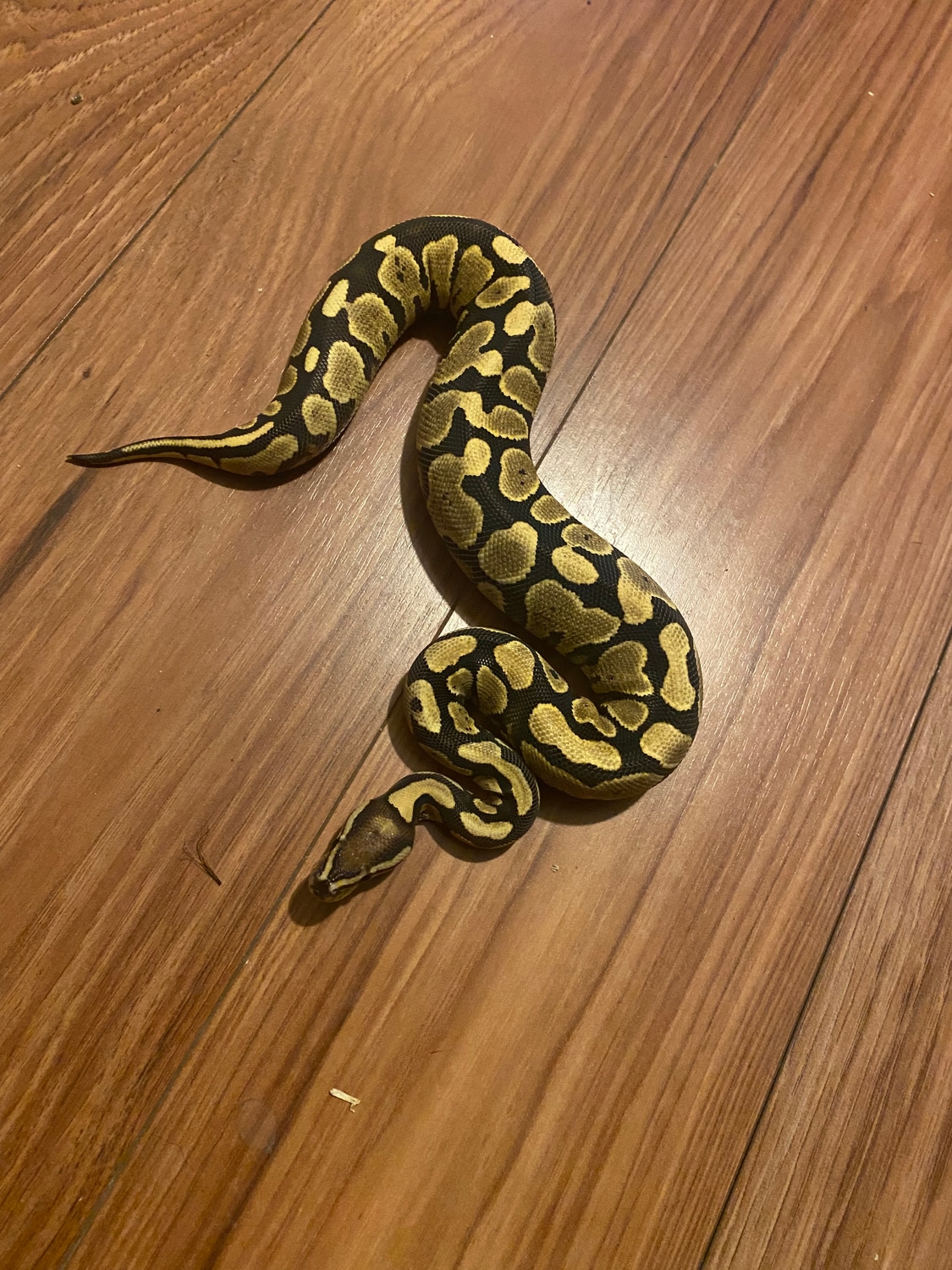 Fire Gravel/YB Ball Python by PythonLife - MorphMarket