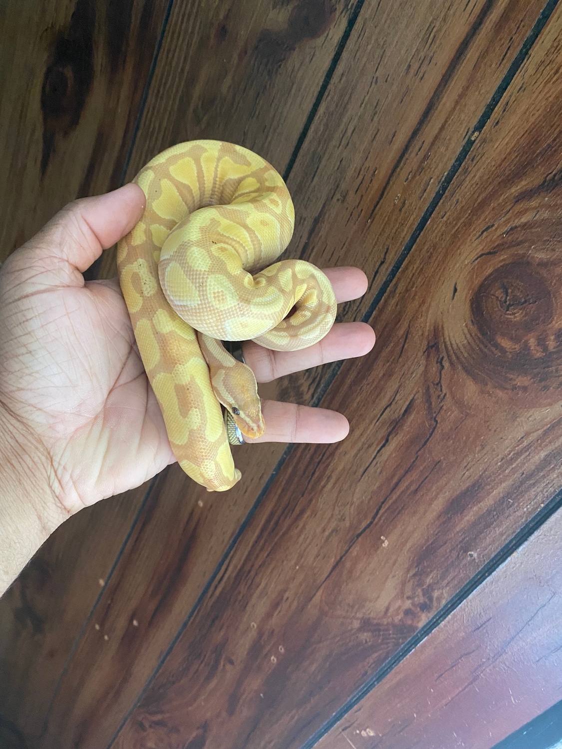 Banana Enchi YB/Asphalt Ball Python by PythonLife - MorphMarket
