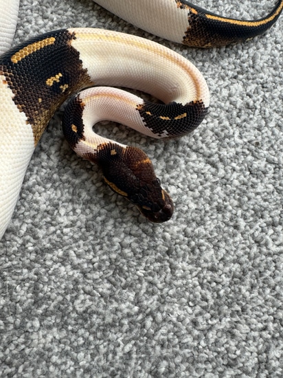 Blackhead Ivory Paradox (Super Goblin) Ball Python by Silver Serpents