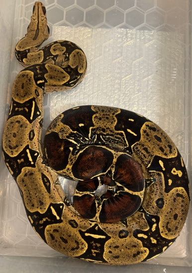 Iquitos Peruvian Red-tailed Boa BCC True Red-Tailed Boa Constrictor by ...