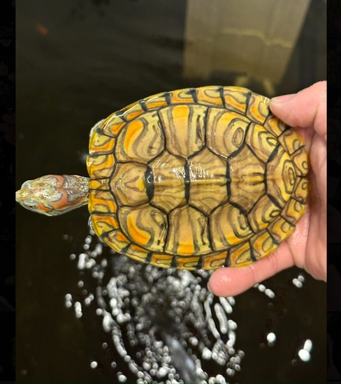 Bozo Clown Slider Turtle by TurtleMania