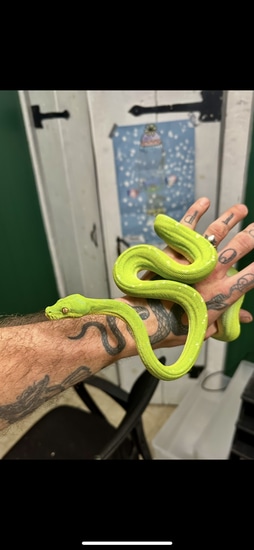 2 Year Old USCBB Green Tree Python by Argus Reptiles